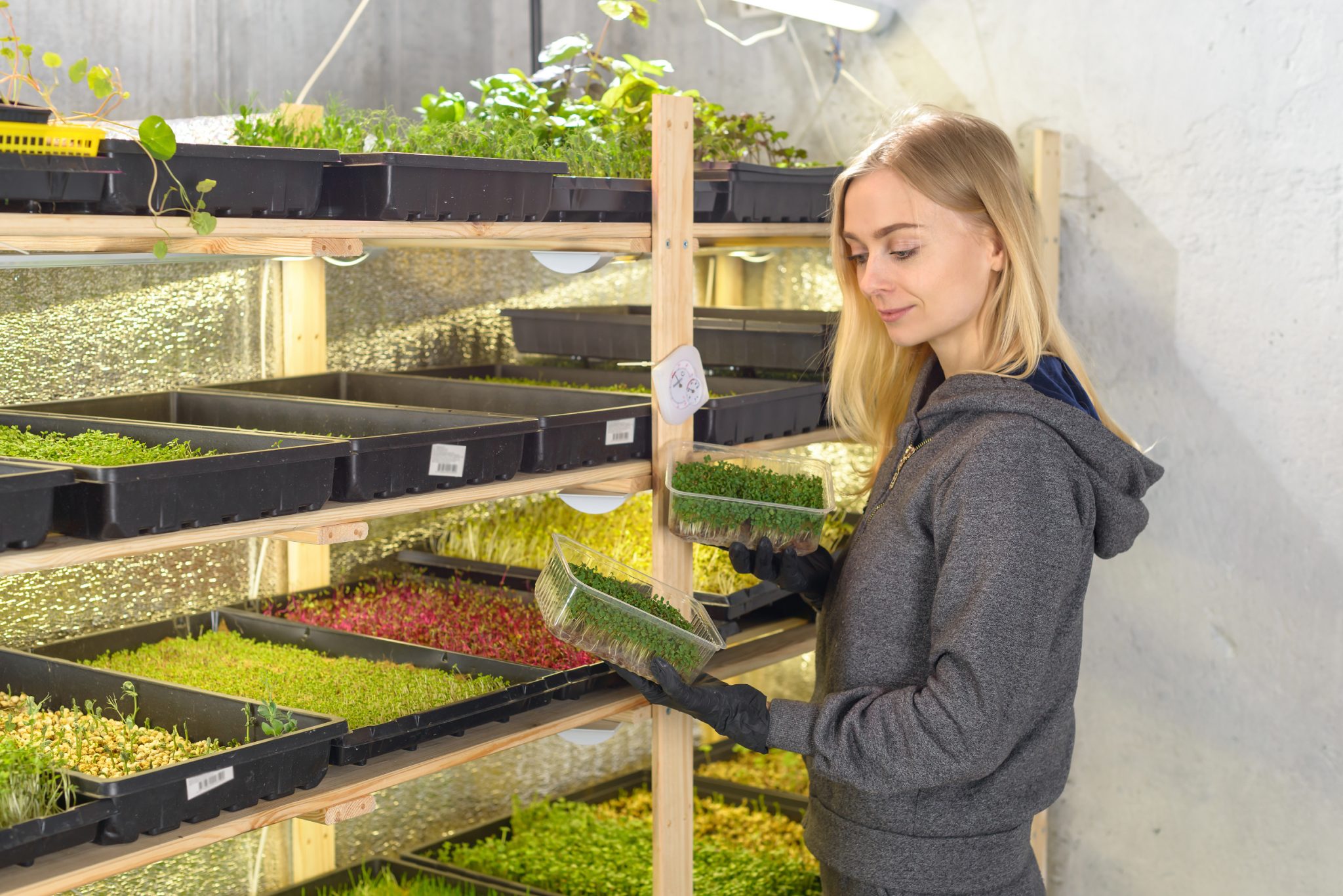 How to Grow Microgreens – The Ultimate Guide – Popular Source